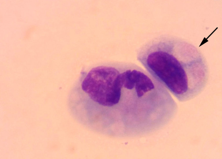 Figure 1a: Conjunctival swab in a puppy | eClinpath