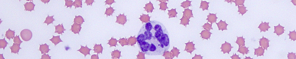 eClinPath | A Resource for Veterinary Clinical Pathology