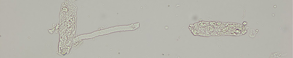 eClinPath | A Resource for Veterinary Clinical Pathology