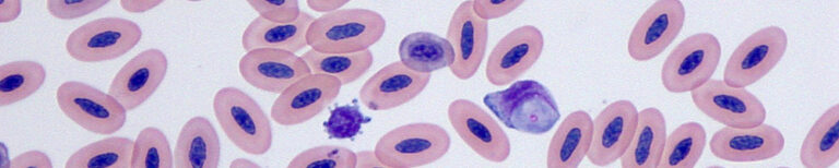 eClinPath | A Resource for Veterinary Clinical Pathology